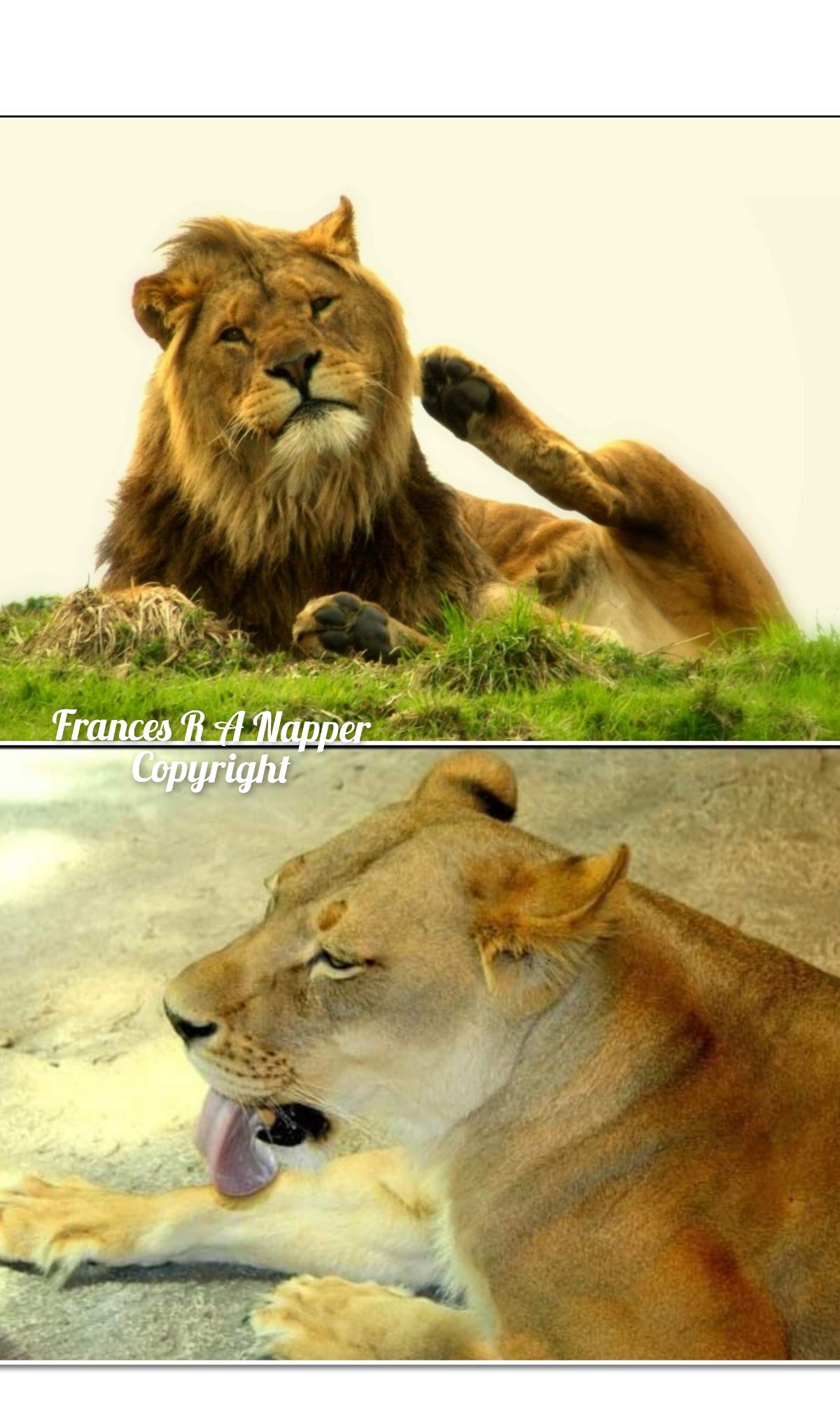 Mufasa: The Lion King – SmileyRose Ramblings by Frances Rose Agnes ...