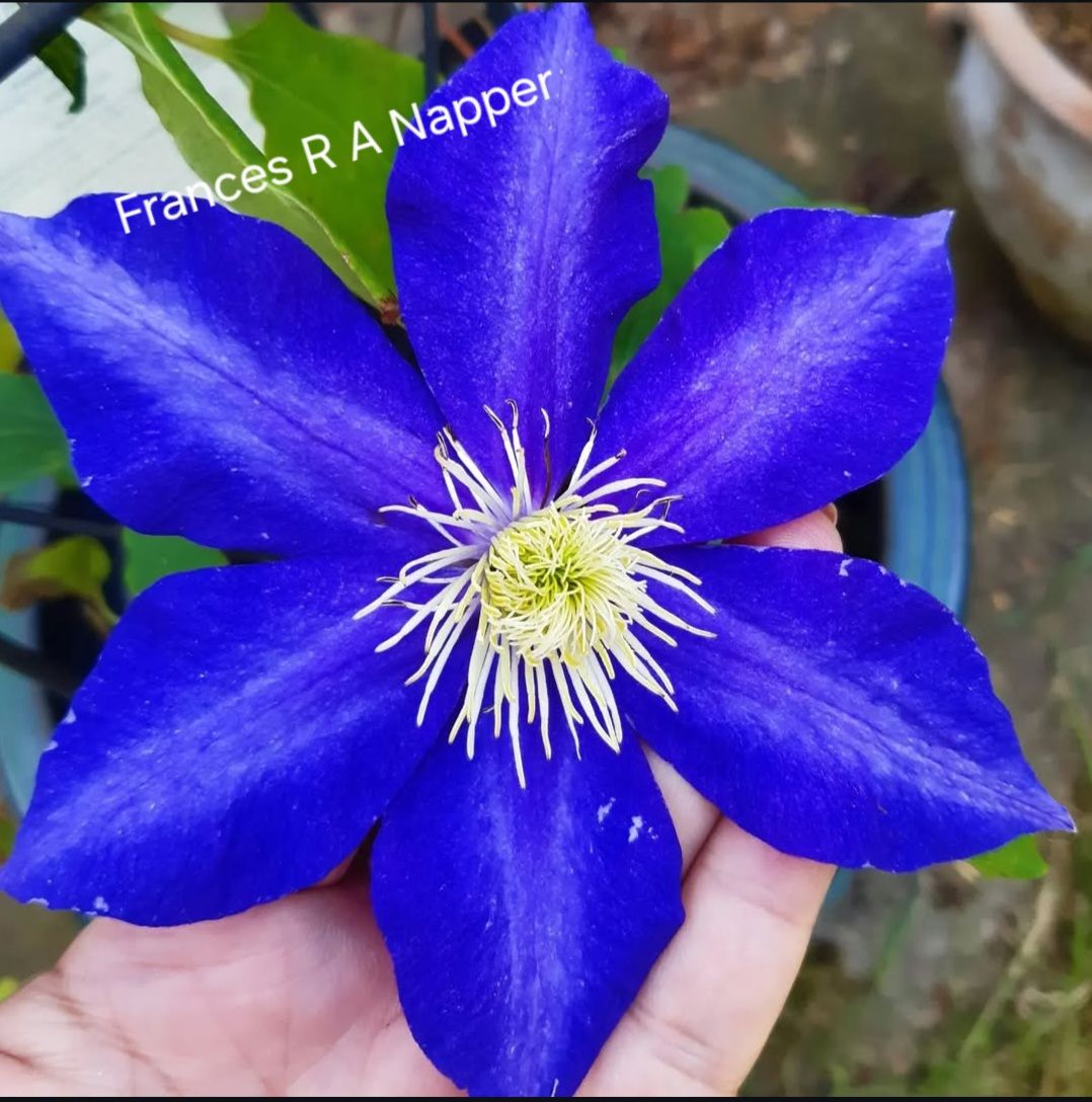 Clematis | SmileyRose Ramblings by Frances Rose Agnes Napper (She/Her)