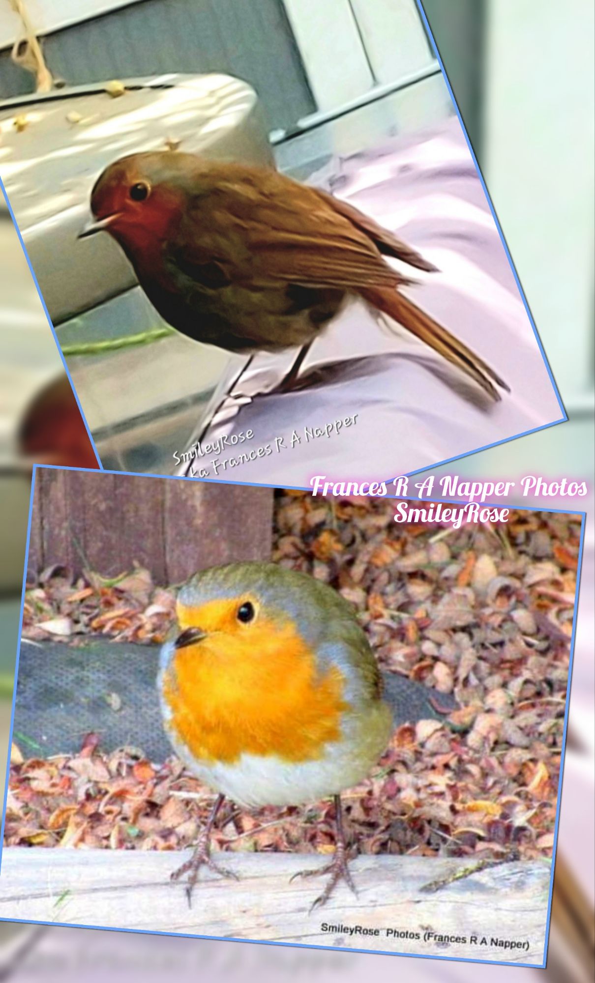 Rockin’ Robin – SmileyRose Ramblings by Frances Rose Agnes Napper (She/Her)